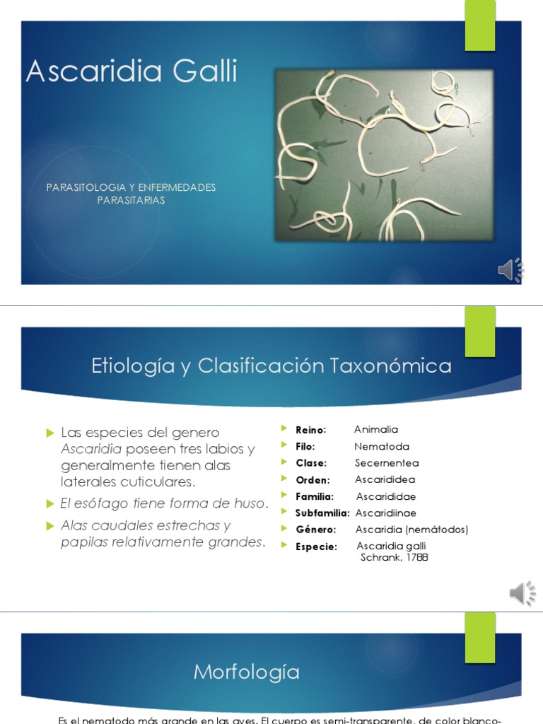 Morfología y Ciclo de Ascaridia Galli | PDF | Nematodo | Diarrea