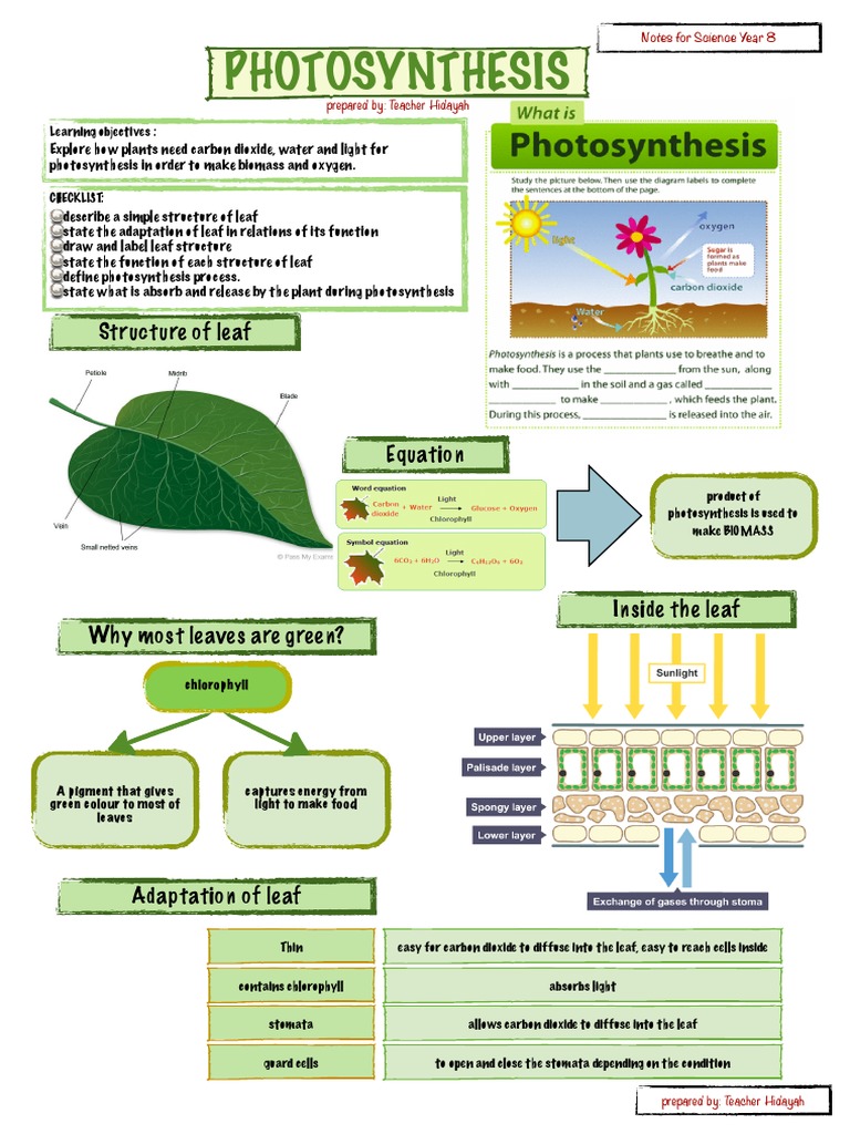 Photosynthesis and Leaf Structure Guide | PDF