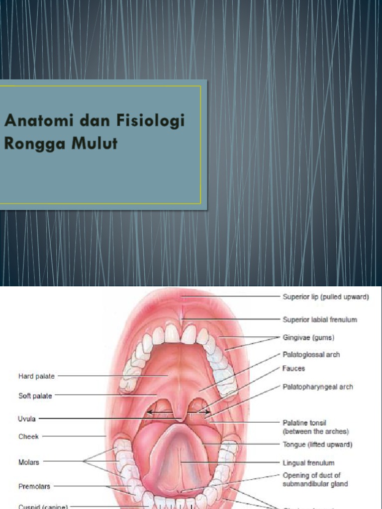 Anatomi Dan Fisiologi Rongga Mulut KULIAH | PDF