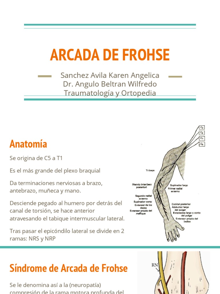 Arcada de Frohse POR KAREN SANCHEZ | Sistema musculoesquelético ...