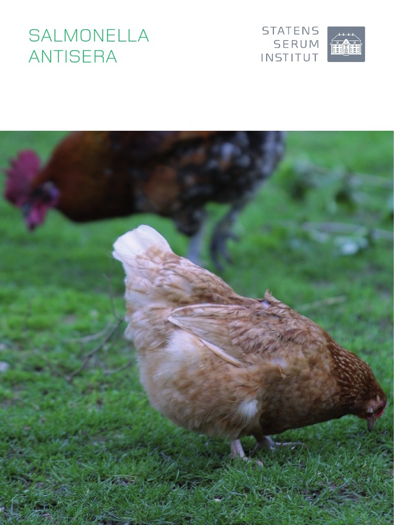 Navigating Salmonella Serotyping: A Guide to Identifying Salmonella ...