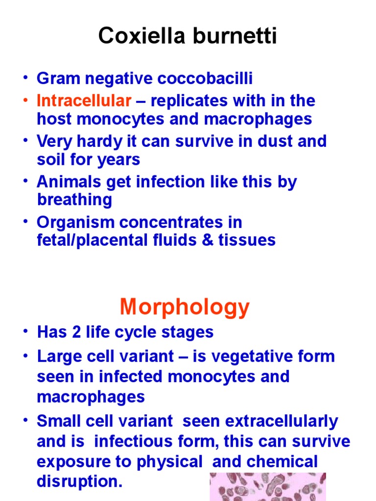 Coxiella Burnetti: - Gram Negative Coccobacilli | PDF