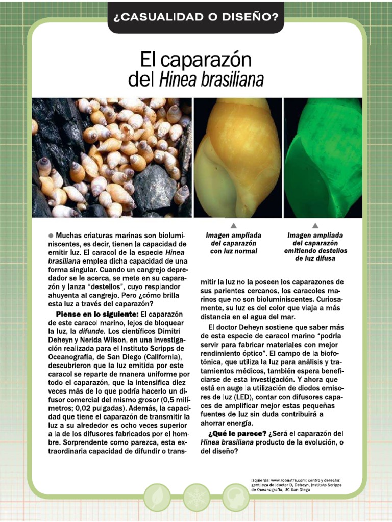 El Caparazón Del Hinea Brasiliana | PDF