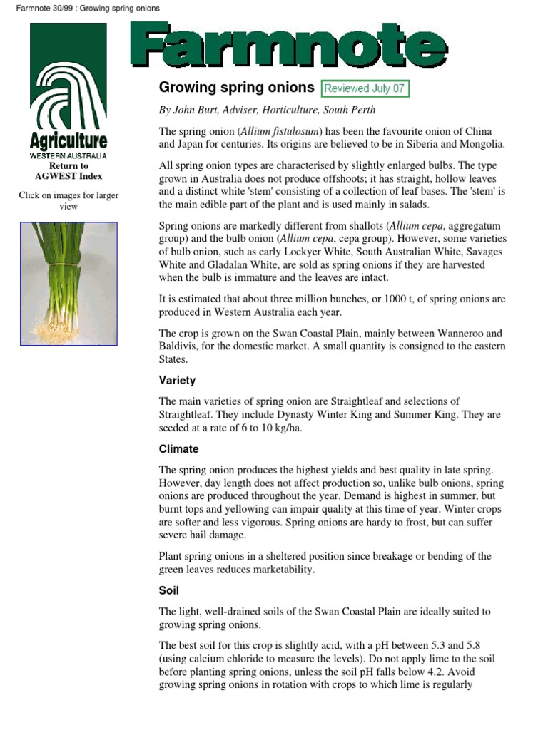 Spring Onions | PDF | Onion | Fertilizer