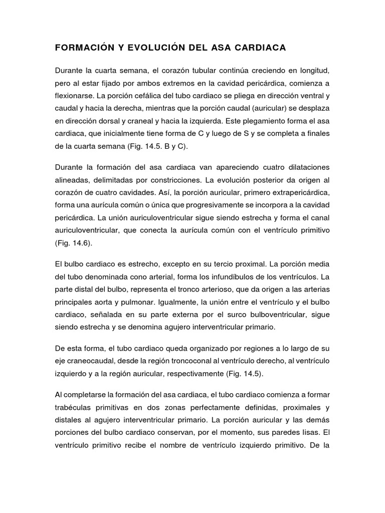 Formación del Asa Cardíaca en Embriología | PDF | Términos anatómicos ...