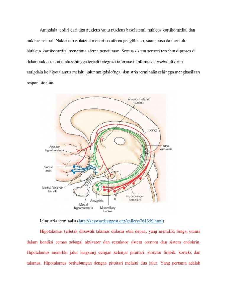 Amigdala Terdiri Dari Tiga Nukleus Yaitu Nukleus Basolateral | PDF ...