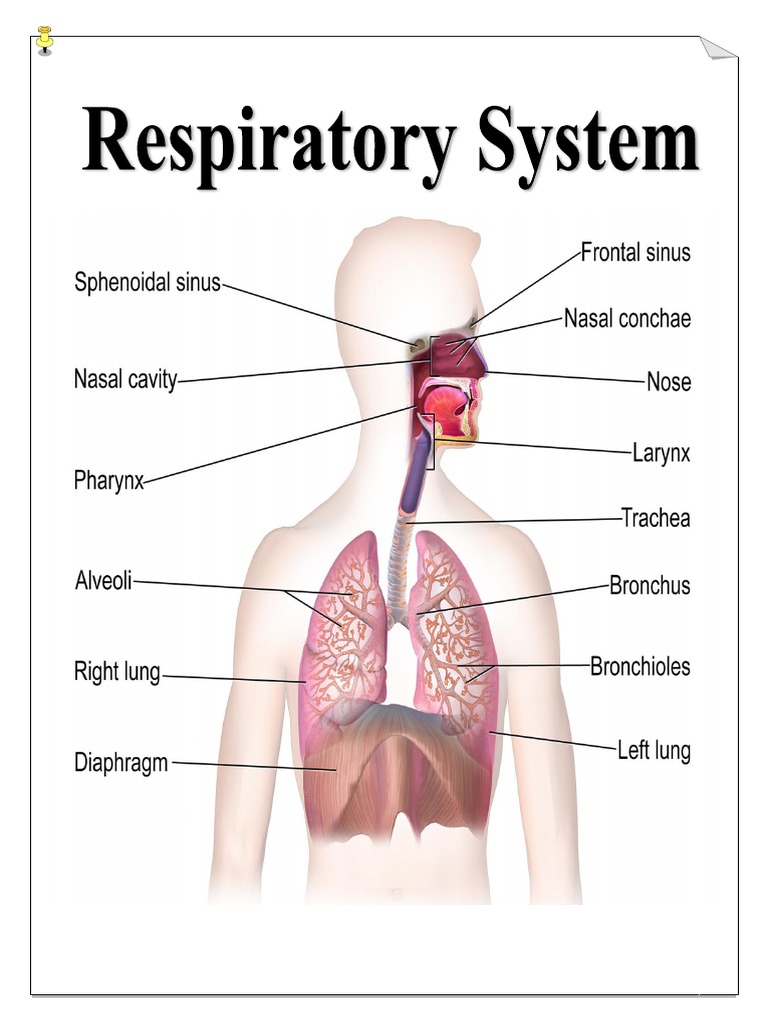 Parts & Function of Respiratory System | PDF | Respiratory Tract | Lung Parts & Function of Respiratory System | PDF | Respiratory Tract | Lung