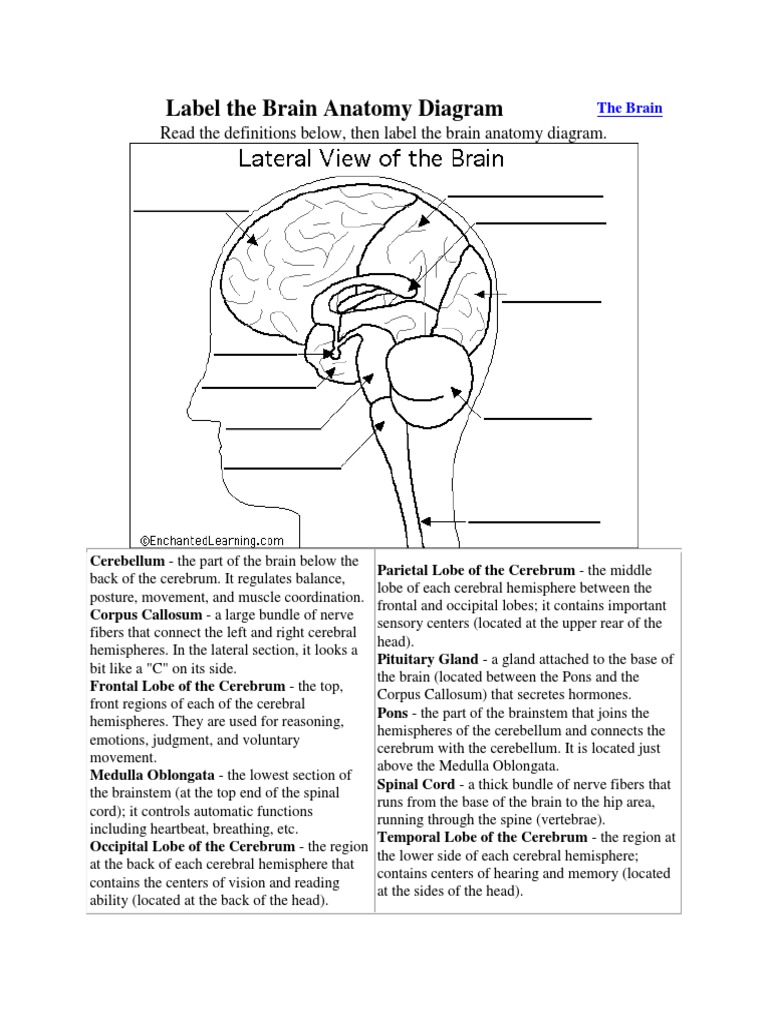 Label the Brain Anatomy Diagram | PDF | Cerebrum | Cerebral Hemisphere
