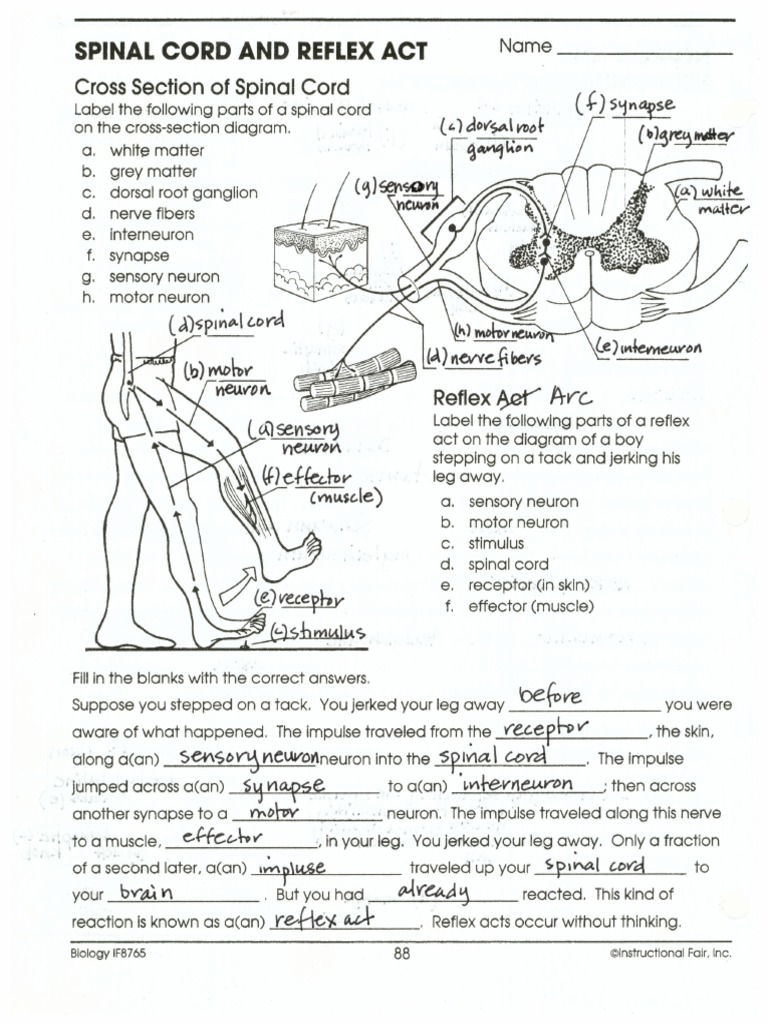 WWW - Bxscience.edu Ourpages Auto 2011 3-31-58829446 Spinal Cord and ...