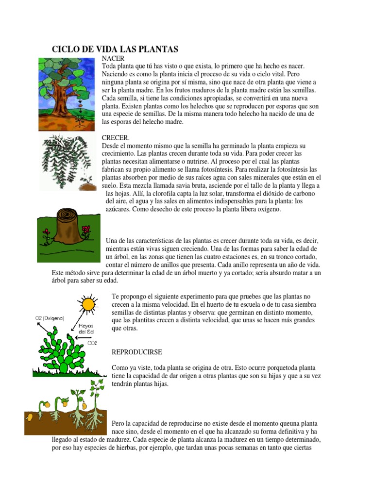 Ciclo de Vida Las Plantas | PDF | Plantas | Arboles