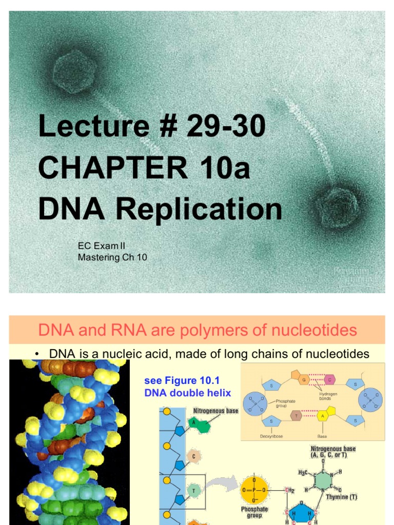 Lecture # 29-30 Chapter 10A DNA Replication: Ec Exam Ii Mastering CH 10 ...