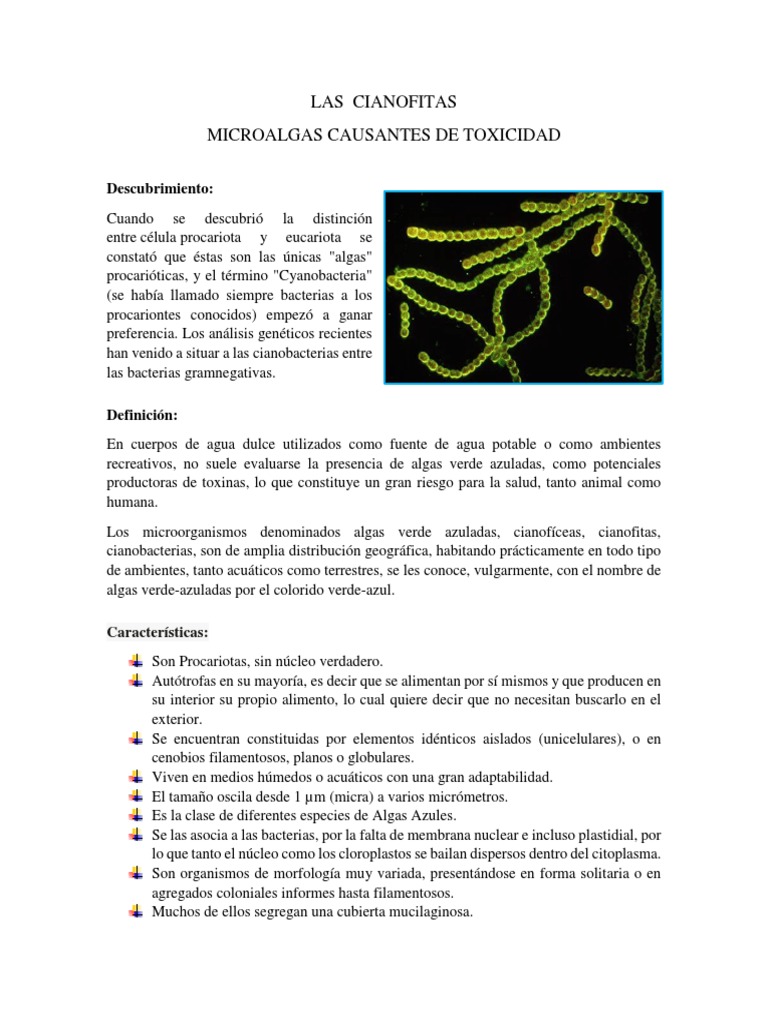 Las Cianofitas | PDF | Cianobacterias | Algas