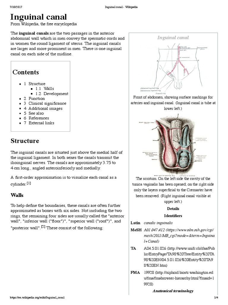 Inguinal Canal | Animal Anatomy | Human Anatomy