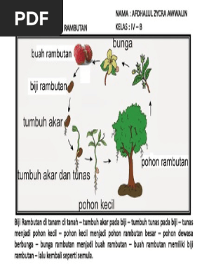 Akar Pohon Rambutan