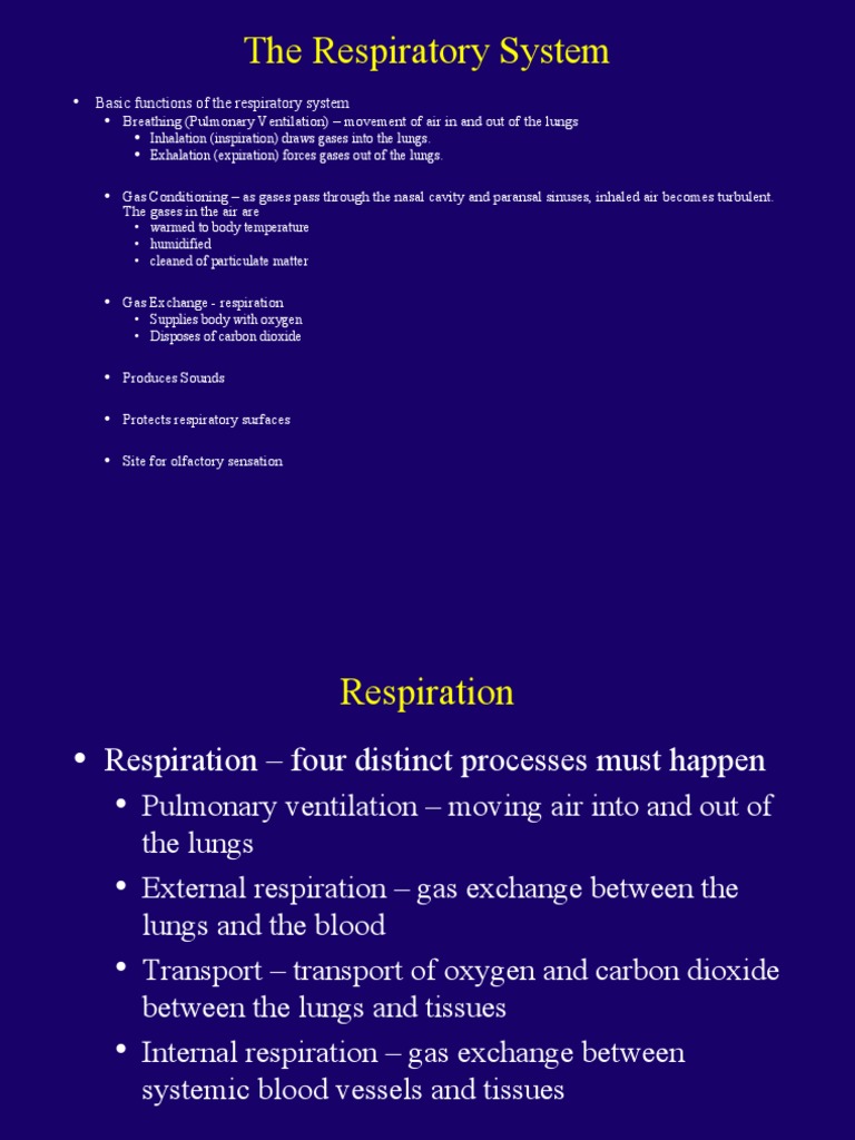Basic Functions of The Respiratory System | PDF | Respiratory Tract ...