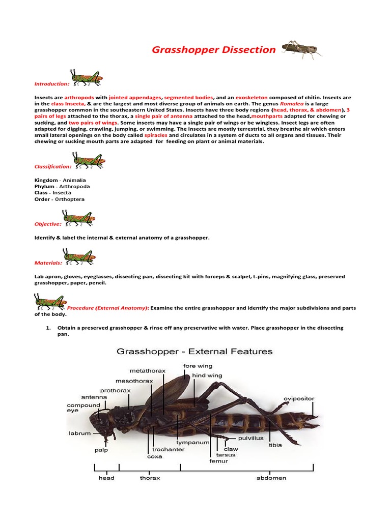 Grasshopper Dissection | PDF | Insects | Arthropods