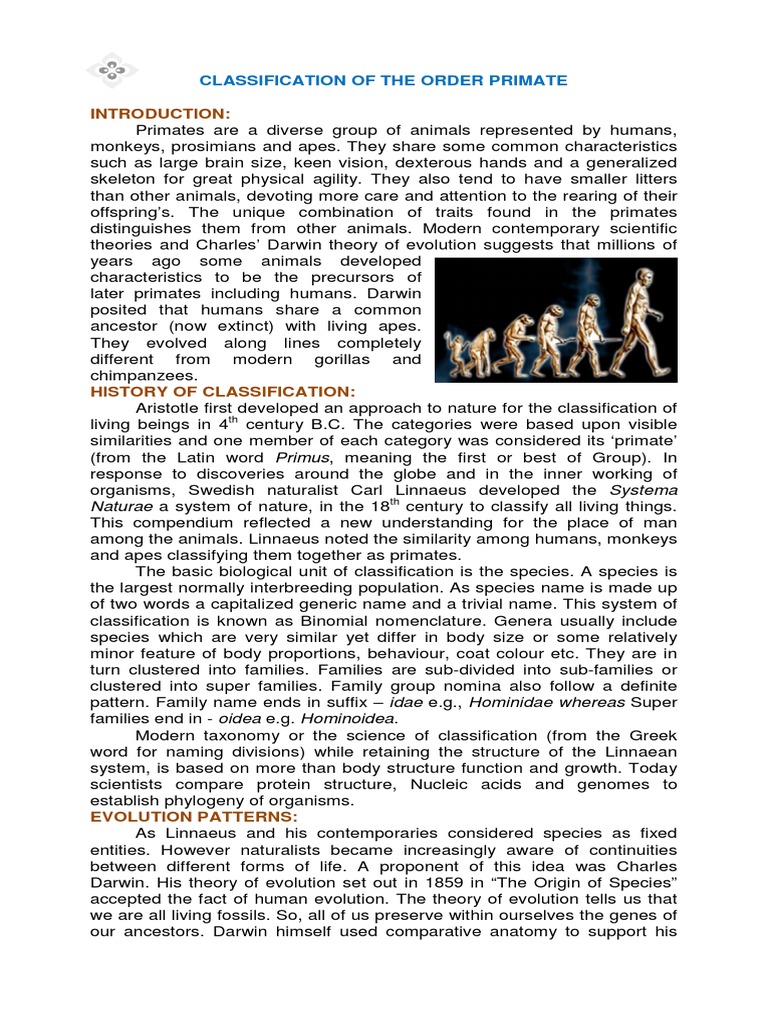 2.Classification of Primates | Ape | Gorilla