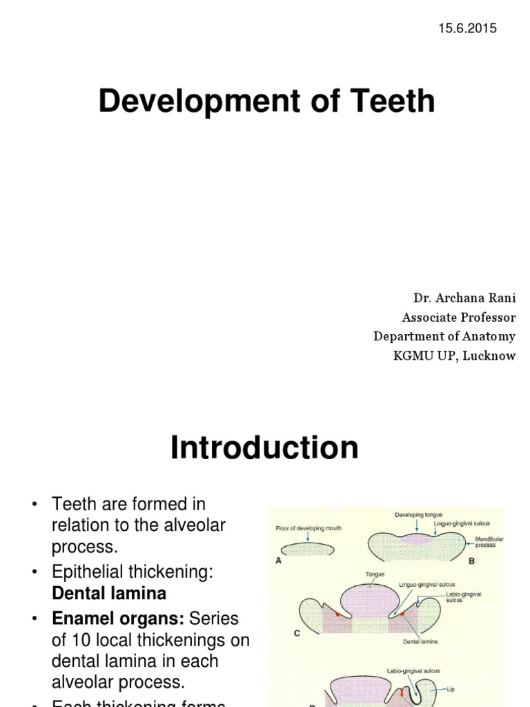 Development_of_teeth.ppt | Tooth | Tooth Enamel