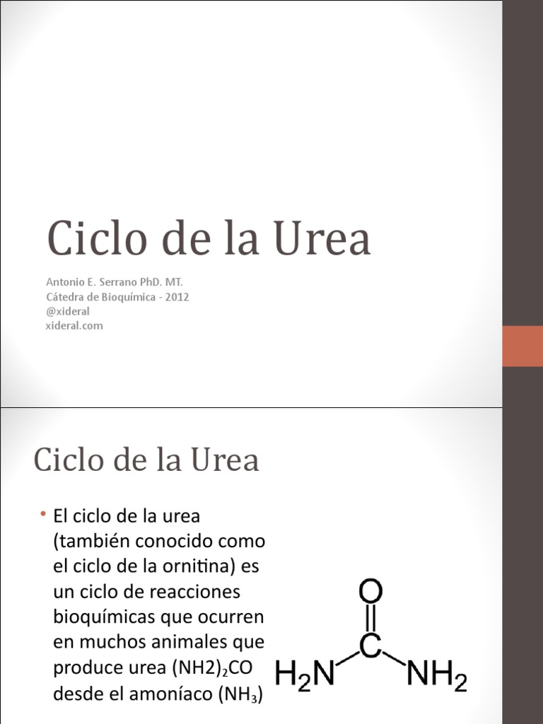 El Ciclo de la Urea: Un Resumen | PDF | Bioquímica | Química