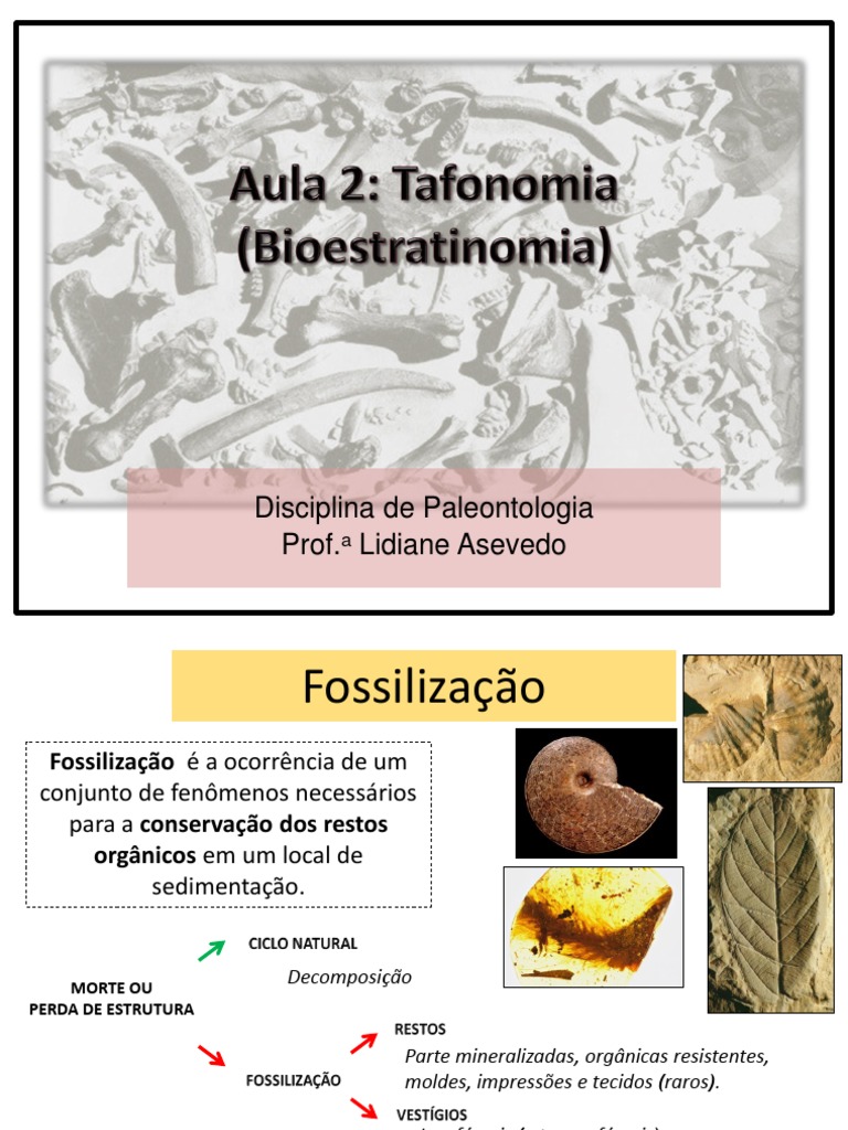 Aula 2 Tafonomia Bioestratinomia | PDF | Fóssil | Earth Sciences