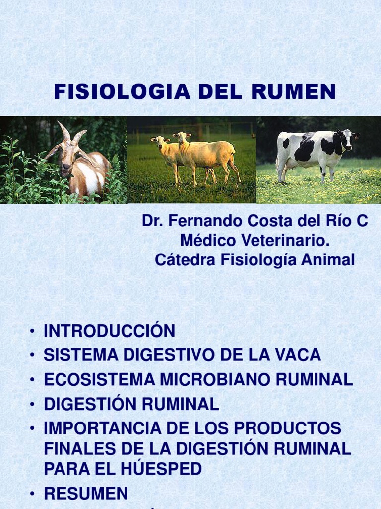 Fisiología del Rumen en Rumiantes | PDF | Rumiante | Sistema endocrino