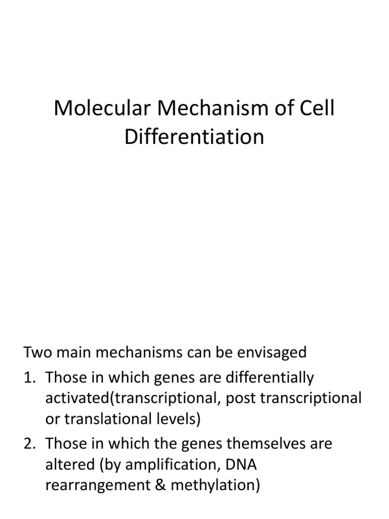 Molecular Mechanism of Cell Differentiation | PDF | Gene | Messenger Rna