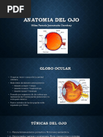 Anatomia Del Angulo Camerular | PDF | Tejido conectivo | Endotelio