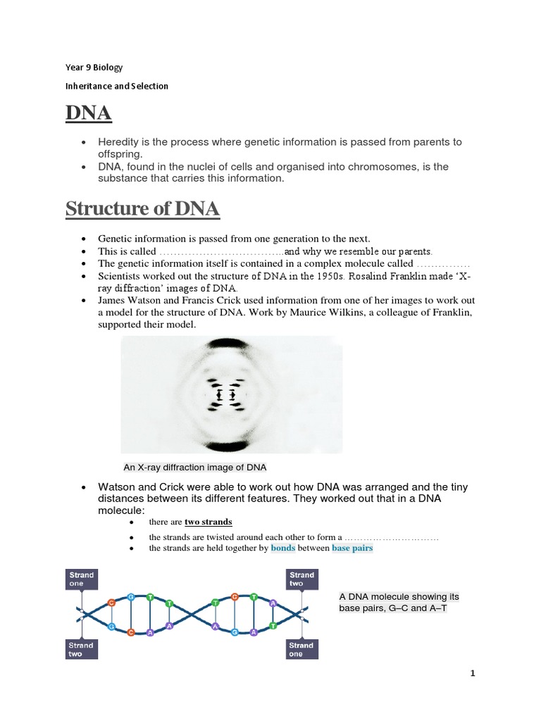 Structure of DNA: Year 9 Biology Inheritance and Selection | PDF | Dna ...