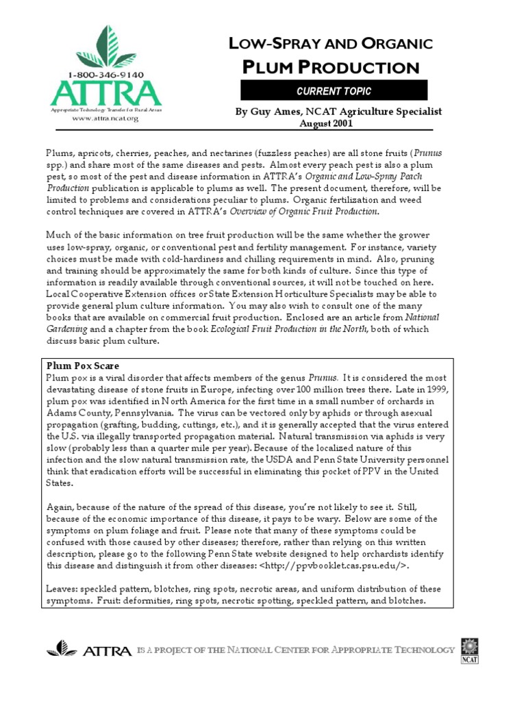 Plum Production | PDF | Peach | Plum