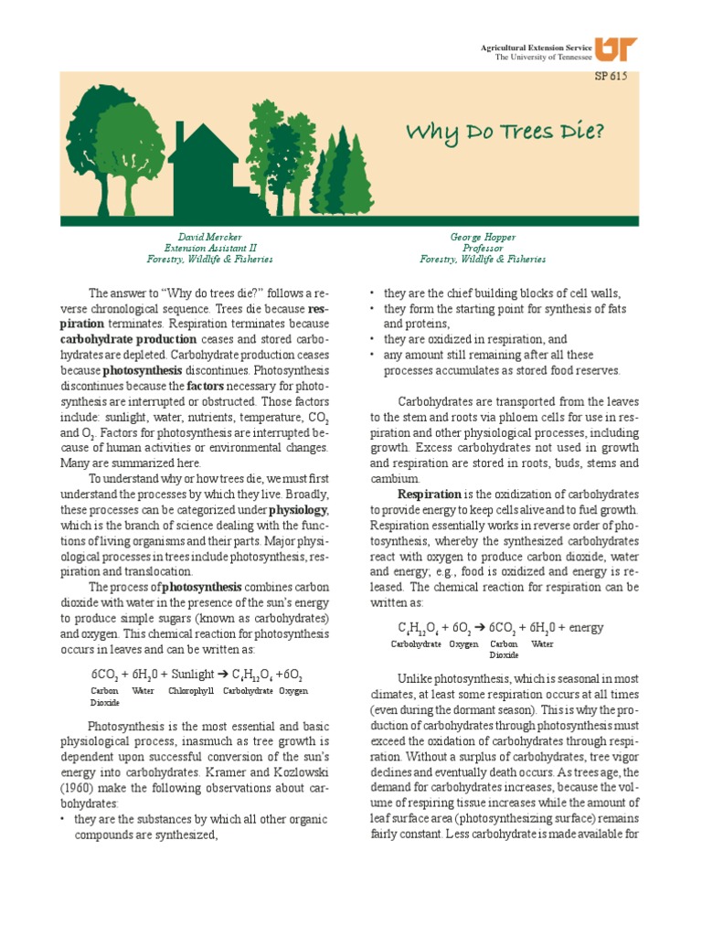 Why Do Trees Die | PDF | Photosynthesis | Trees