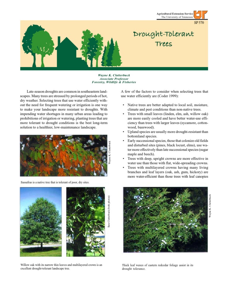 Drought. Tolerant Trees | Trees | Leaf