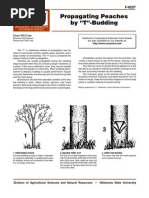 Bridge Grafting and Inarching Damaged Fruit Trees | PDF | Grafting | Trees