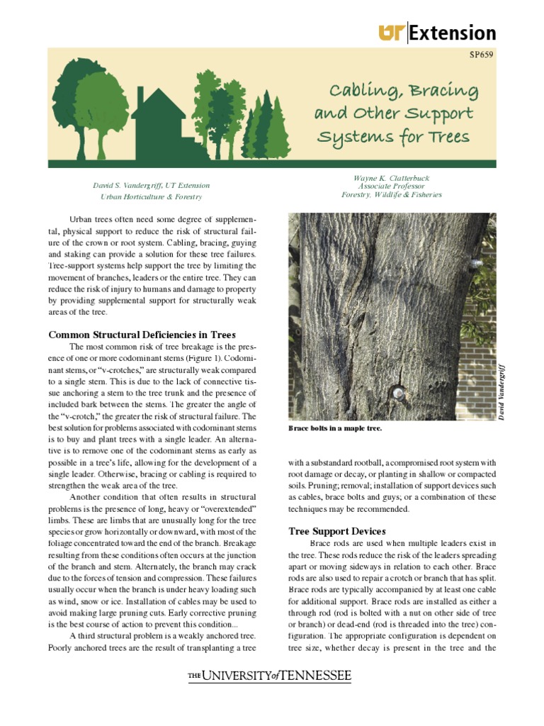 Cabling Bracing And Other Support Systems For Trees Pdf Pruning