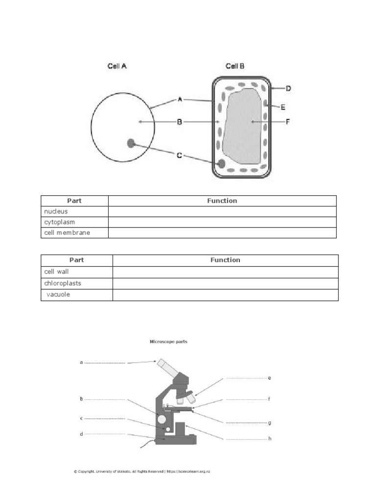 an-overview-of-key-cell-parts-and-their-functions-across-different-cell