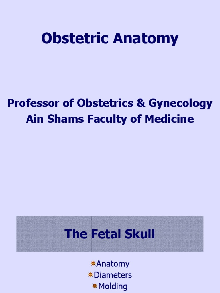 Obstetric Anatomy Professor Of Obstetrics Gynecology Ain Shams