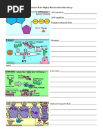 Video Recap of Cell Transport by Amoeba Sisters | PDF | Lipid Bilayer ...