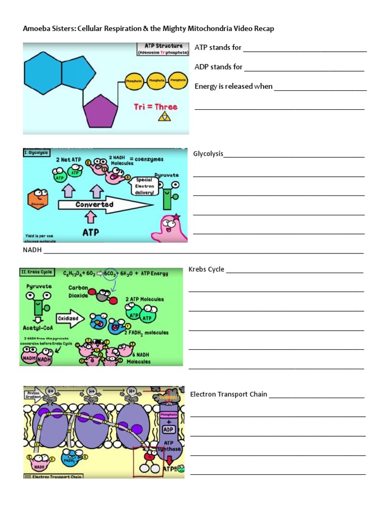 Amoeba Sisters | PDF | Cellular Processes | Biomolecules