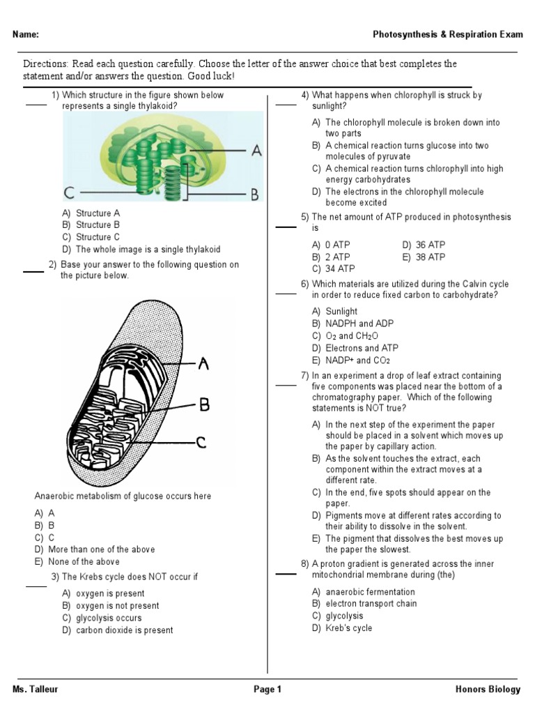 Photosynthesis and Respiration Exam Guide | PDF | Cellular Respiration ...