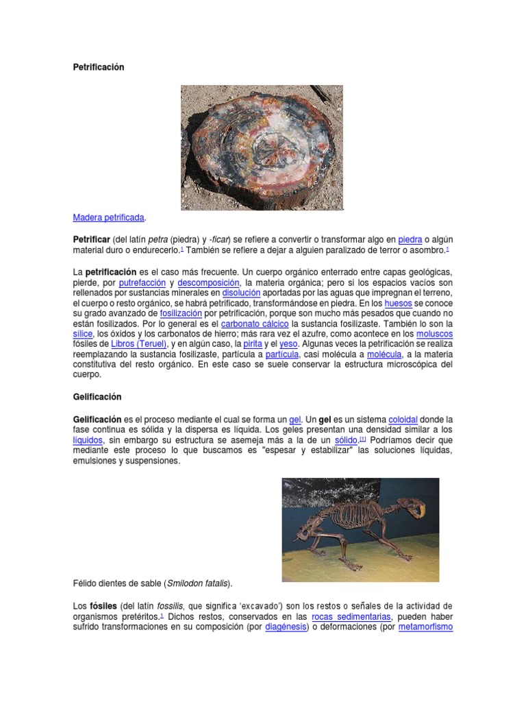 Petrificación | PDF | Fósil | Ciencias de la Tierra