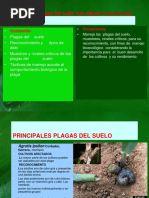 Taller de Bioinsecticidas | PDF | Control biológico de plagas | Plaga ...