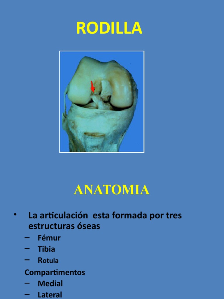 Anatomia de La Rodilla | Rodilla | Sistema musculoesquelético