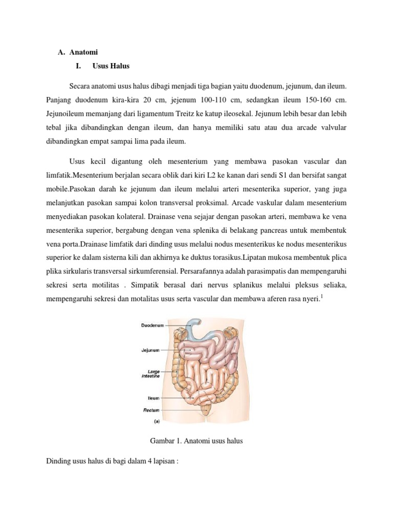 Anatomi Usus Halus | PDF