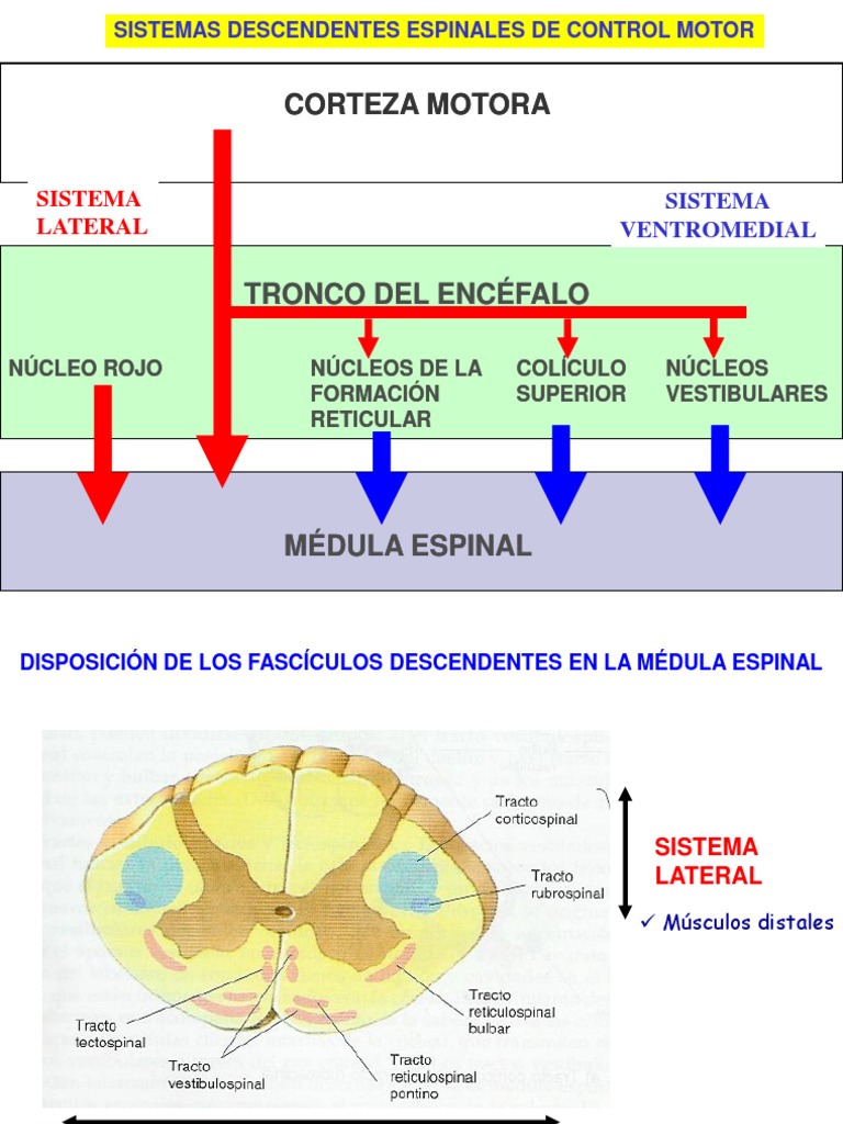 Control Nervioso Sistema Motor | PDF | Sistema nervioso | Sistema ...