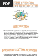 Conducto Ependimario | PDF | Sistema nervioso central | Anatomía humana