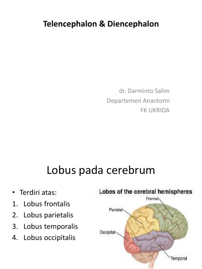 Telencephalon & Diencephalon | PDF