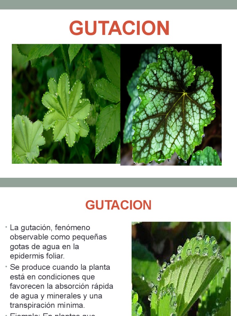 GUTACION | PDF | Zoología | Botánica