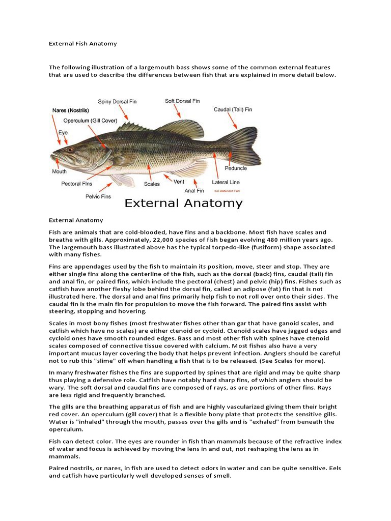 External Fish Anatomy | Fish | Digestion