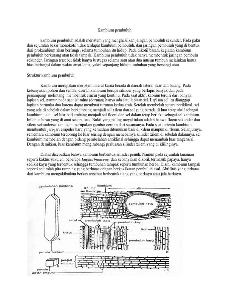 Kambium Pembuluh | PDF