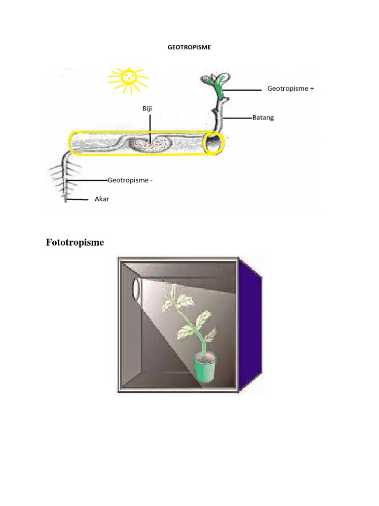 GEOTROPISME | PDF