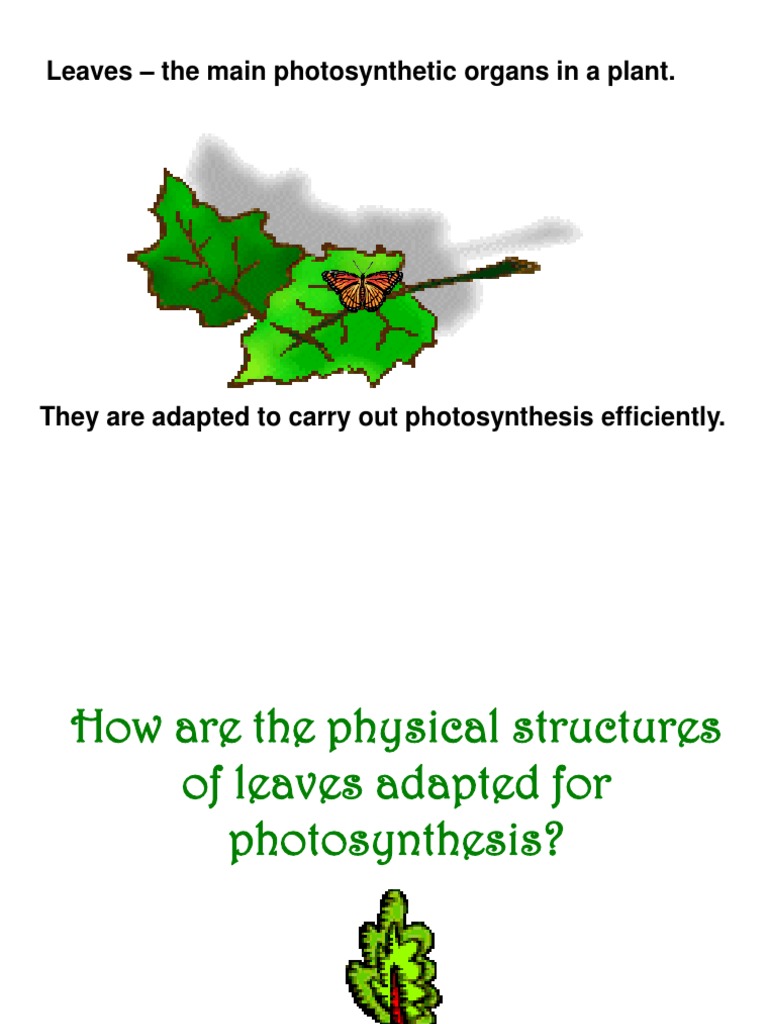 Internal Structure of A Leaf | PDF | Stoma | Photosynthesis